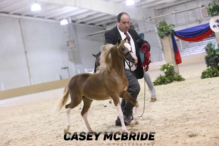 Reece Family Miniatures-Mares